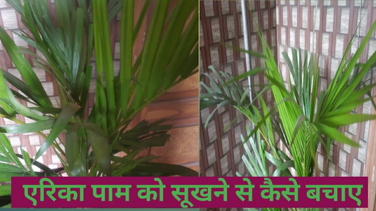 How to grow and save erica palm#gardenofdreams - YouTube