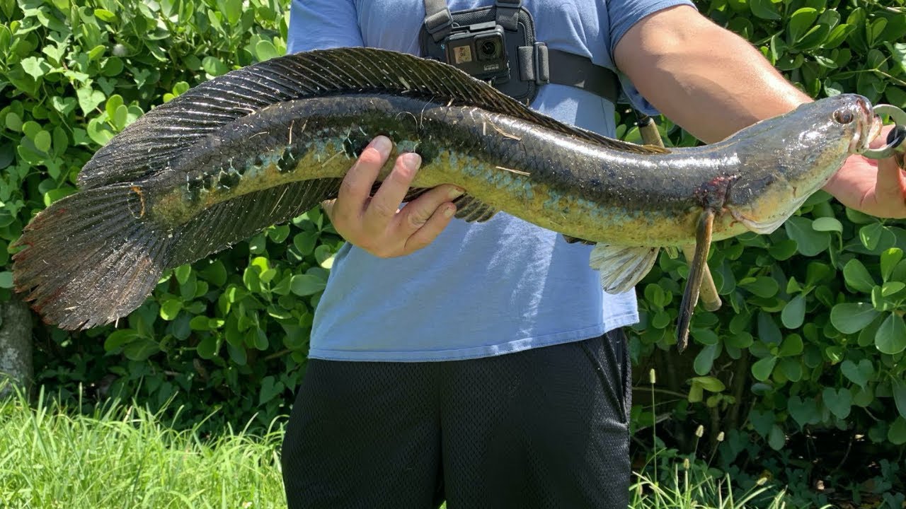 Bank Fishing For Bullseye Snakehead and Largemouth Bass in South ...