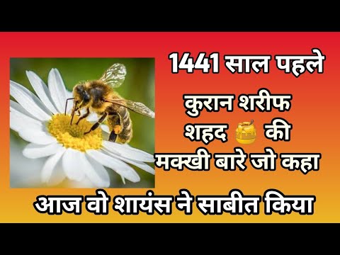 Surah Nahal |Sahad Ki Makkhi|Honey |The Bees|Saince & islam |Madhu Makkhi |sufichannel17