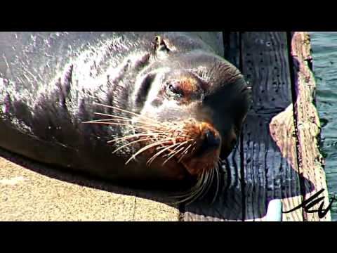 Animals dying  hundreds of dead seals   Canada   YouTube