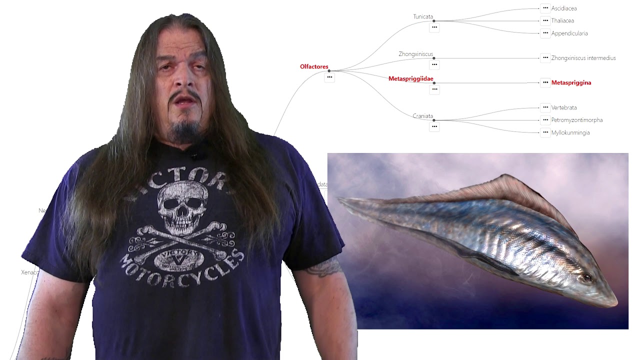 Systematic Classification Of Life Ep 8 Vertebrata YouTube systematic-classification-of-life-ep-8-vertebrata-youtube