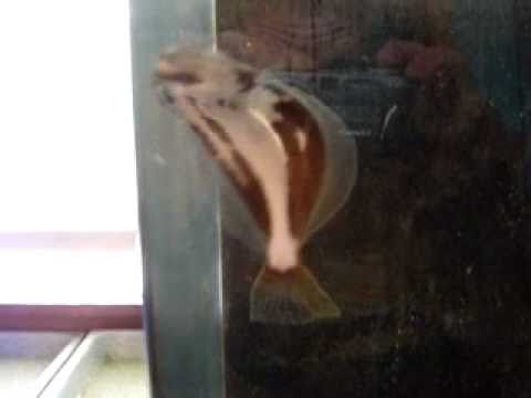 baby halibut - YouTube