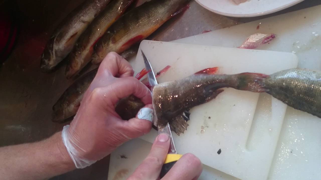 Filea abborrar enkelt - YouTube