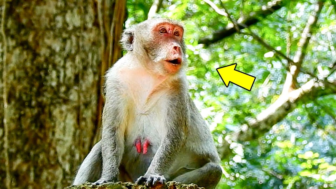 Where Jazzy !! Jane Monkey Seizure Cry Alone Successful Breaking Heart ...