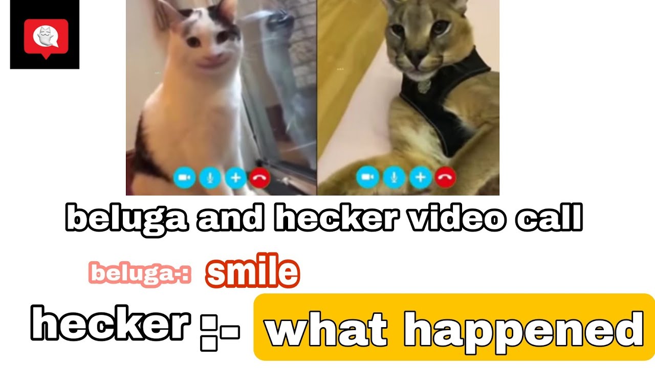 beluga cat and hecker cat comment conversation - YouTube