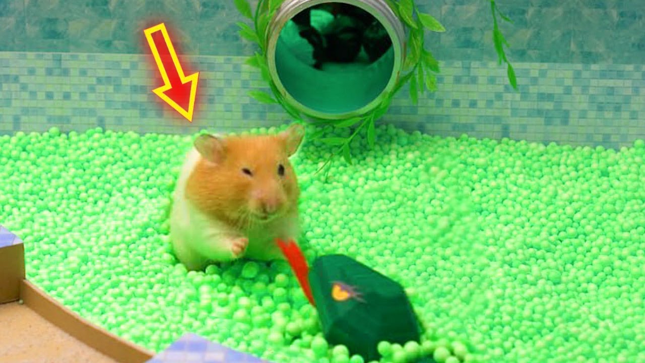 Hamster Escapes Prison Maze - Snake Hamster Maze with traps - ハムスター 迷路 ...