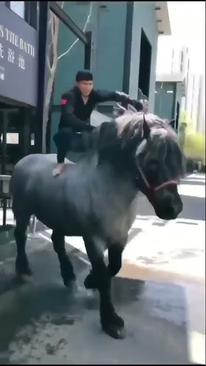 Grey horse | horse lover | horse riding | beautiful horse | animals ...