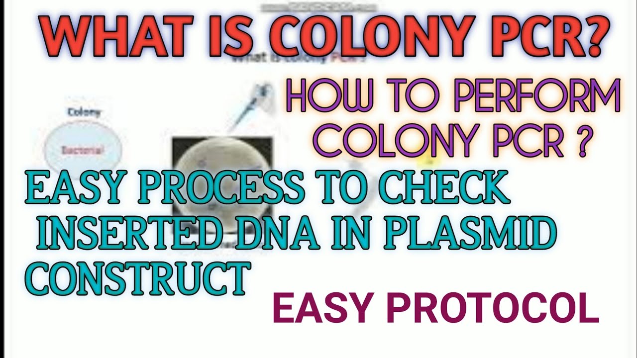 Colony PCR II Why colony PCR is important II Xgene and proteinX - YouTube