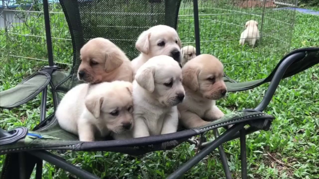 Labrador grow up! Cute puppies from 5 days to 9 weeks transformation ...