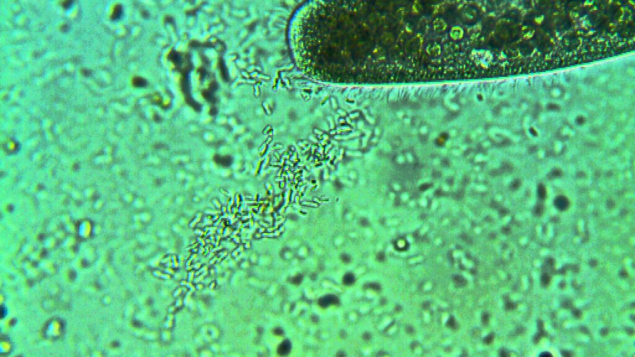 Paramecio y bacterias 40x - YouTube