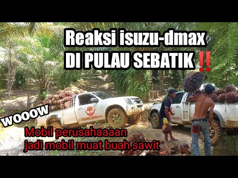 Mobil perusahaaaan di pake muat buah sawit‼️Isuzu-Dmax‼️berontak di jalan liar || Asdar dhar ...