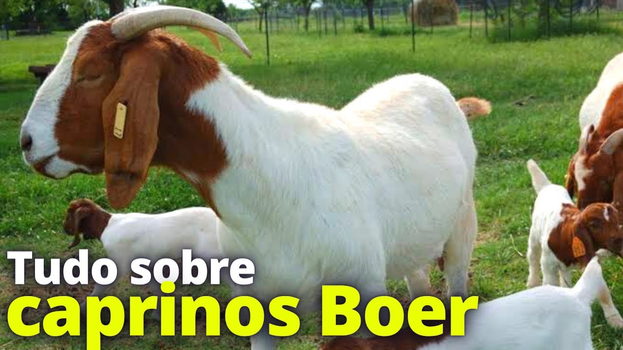 Caprinos Boer:10 qualidades IMPORTANTE e como CRIAR - YouTube