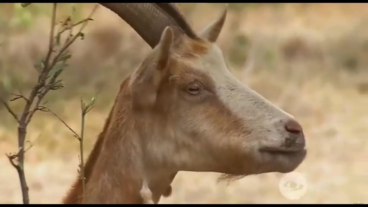 Pastoreo restringido en una producción caprina: ¿Qué beneficios trae ...