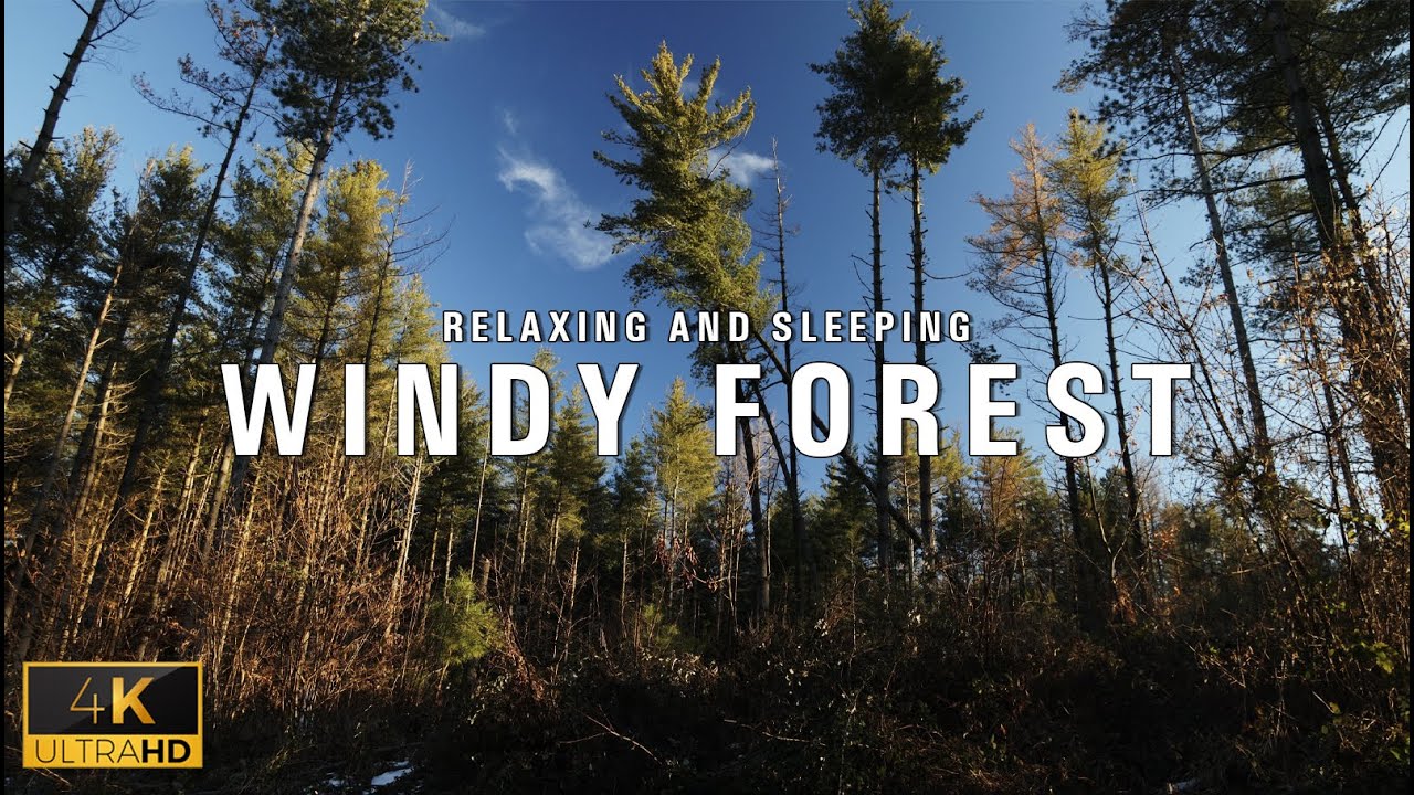 Windy Forest Sounds | Relaxing Nature Ambience for Sleep and Study | 4K ...