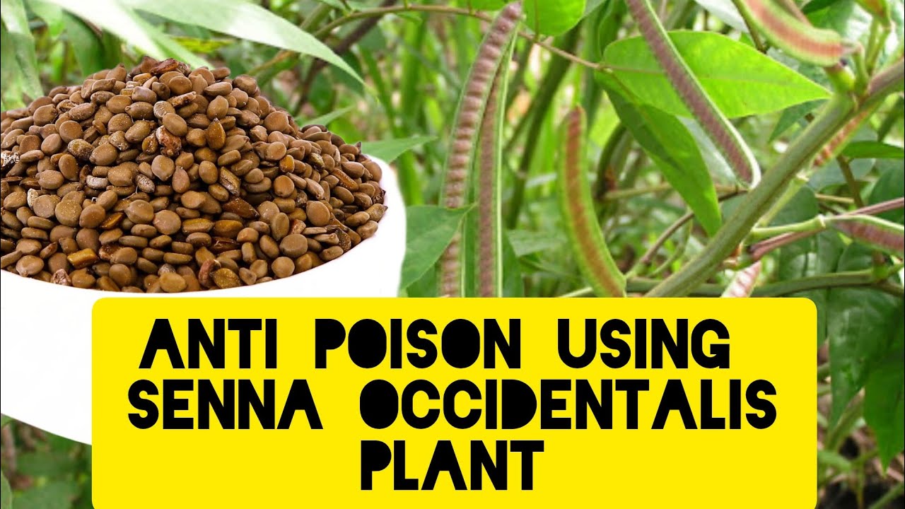ANTI POISON USING SENNA OCCIDENTALIST PLANT - YouTube