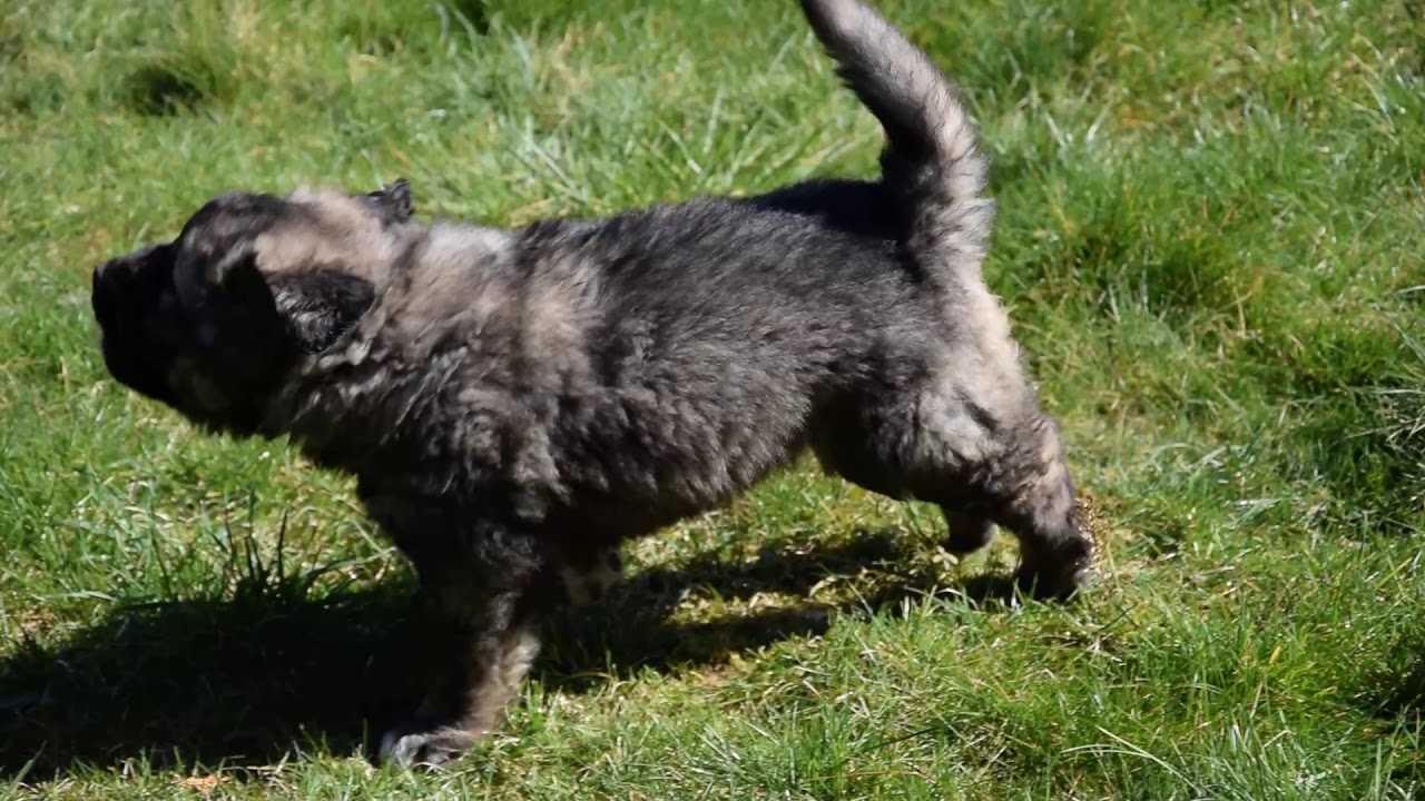 Gnash - Caucasian Mountain Dog Puppy for sale - YouTube