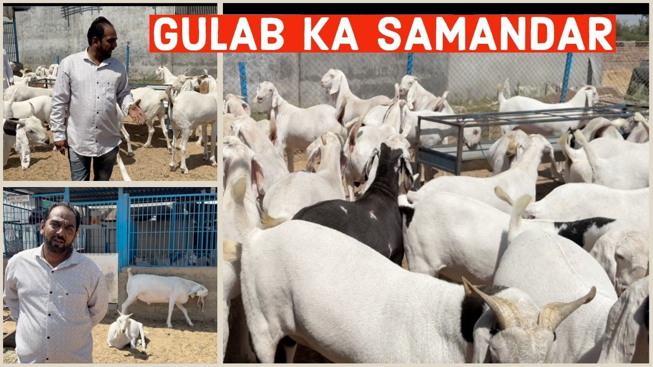 Wholesale Me Bade Sojat K Bade Or Khubsurat Bakre Ek Se Ke Nagine Agwan ...