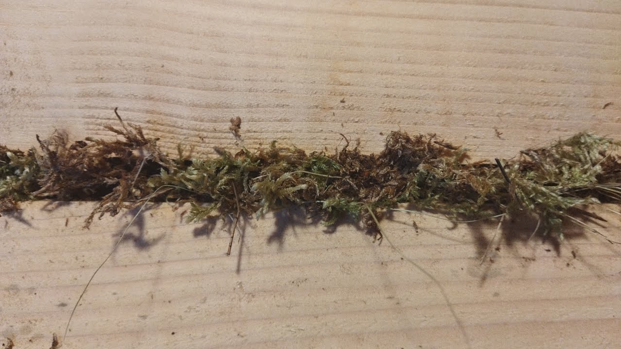 Traditional moss chinking of a log cabin in the Carpathians in Poland ...