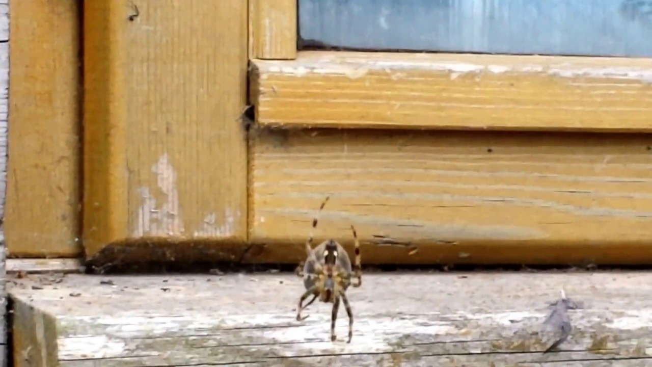 'Chunky' Garden Spider decides to Descend - YouTube