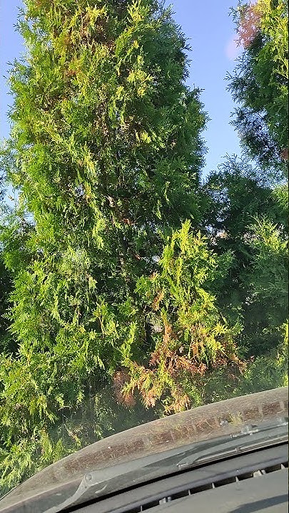 Гибридные щетки Denso - YouTube