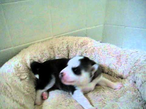 Crying!!! Alaska's babys 15 days old - YouTube