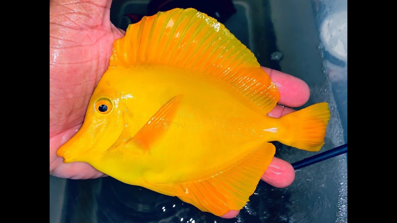 SHOW sized Yellow Tangs - YouTube