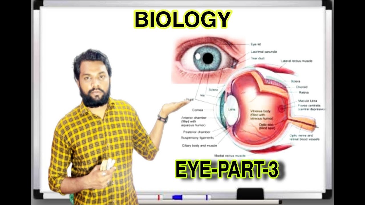 HOE TO UNDERSTAND THE HUMAN EYE_BIOLOGY_CLASS -10(WBBSE) _HUMAN EYE ...