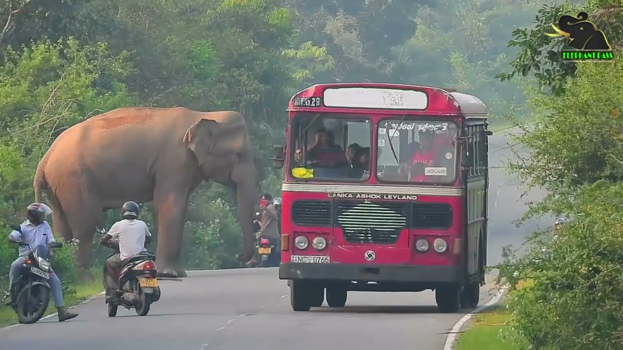 The fierce elephant attack on the van 😱😱😱#elephant #attack #shortsfeed #viralvideo - YouTube