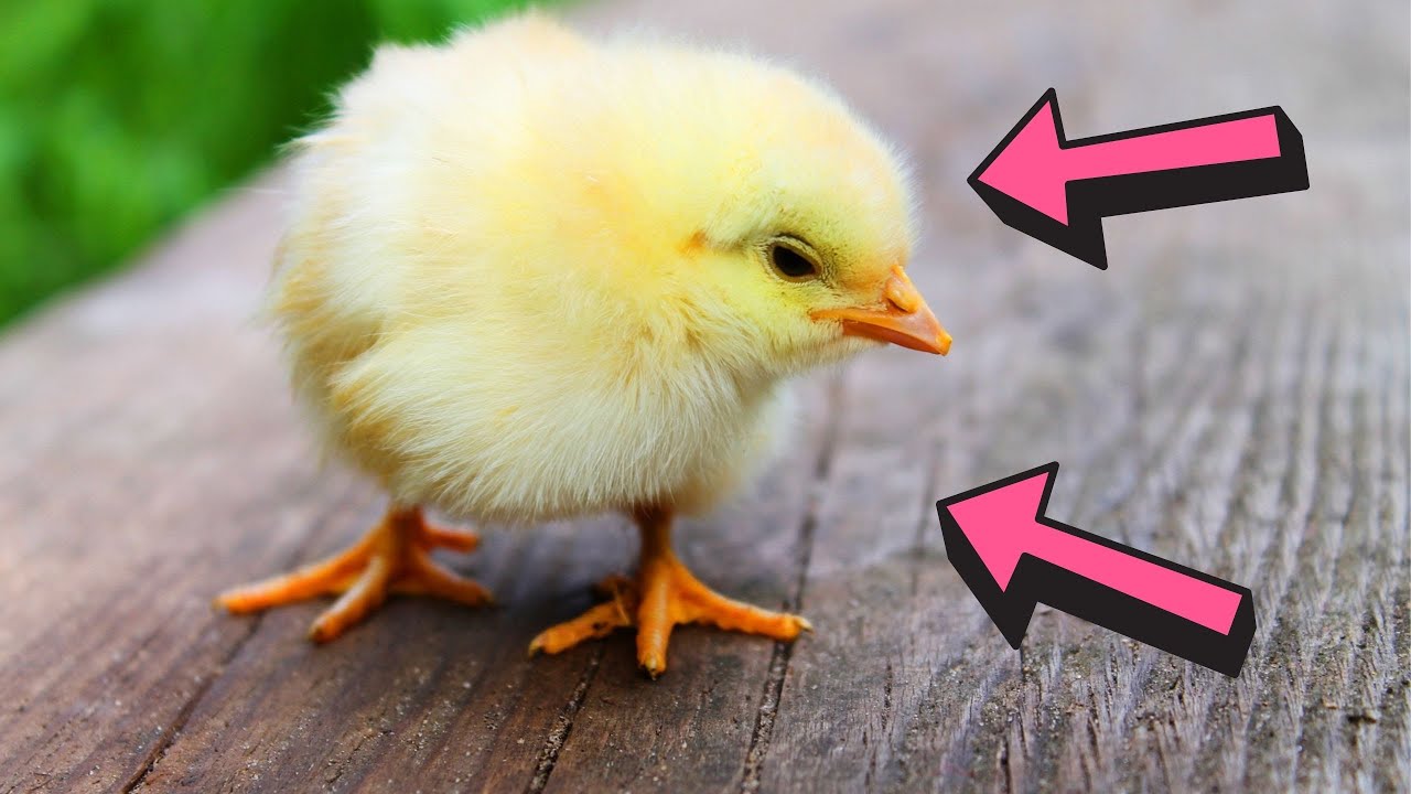 PINTINHOS FOFINHOS EM HD - CULT ANIMALS - YouTube