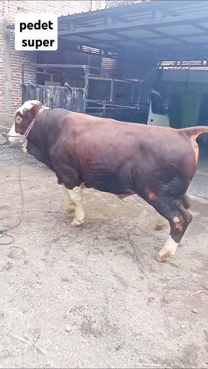 pedet SUPER jenis SIMENTAL umur 8 bulan - YouTube