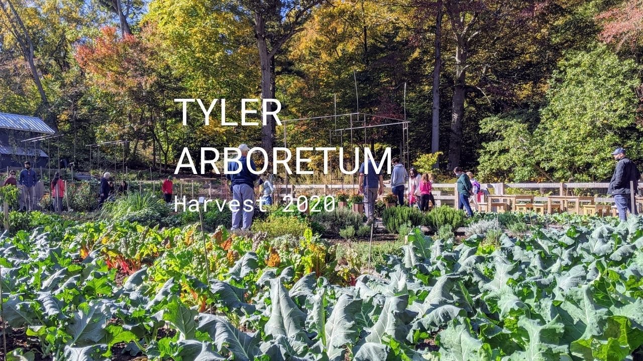 Harvest 2020 Tyler Arboretum - YouTube
