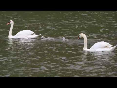 White Swan beautifull nature birds💕|status video download