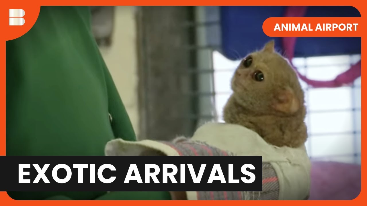 Angry Cat & Rare Exotics - Animal Airport - S02 EP01 - Animal ...