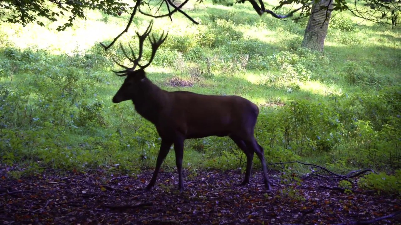 Dear Antler Hirsch Duels with Branches HD - YouTube