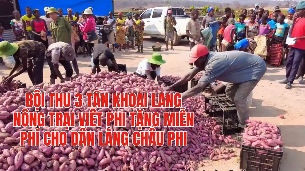 Bội Thu 3 Tấn Khoai Lang Nông Trại Viêt Phi Tặng Miễn Phí Cho Dân Làng Châu Phi? - YouTube