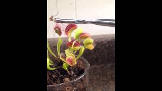 A Very Hungry Venus Fly Trap