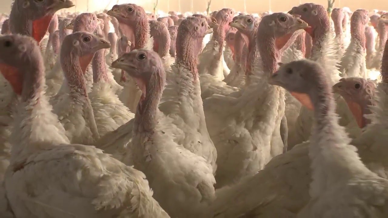 An Inside Look at United States Poultry Processing Units. - YouTube