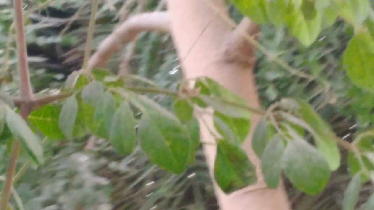 👌Sehjan Super Food Tree👌 - YouTube