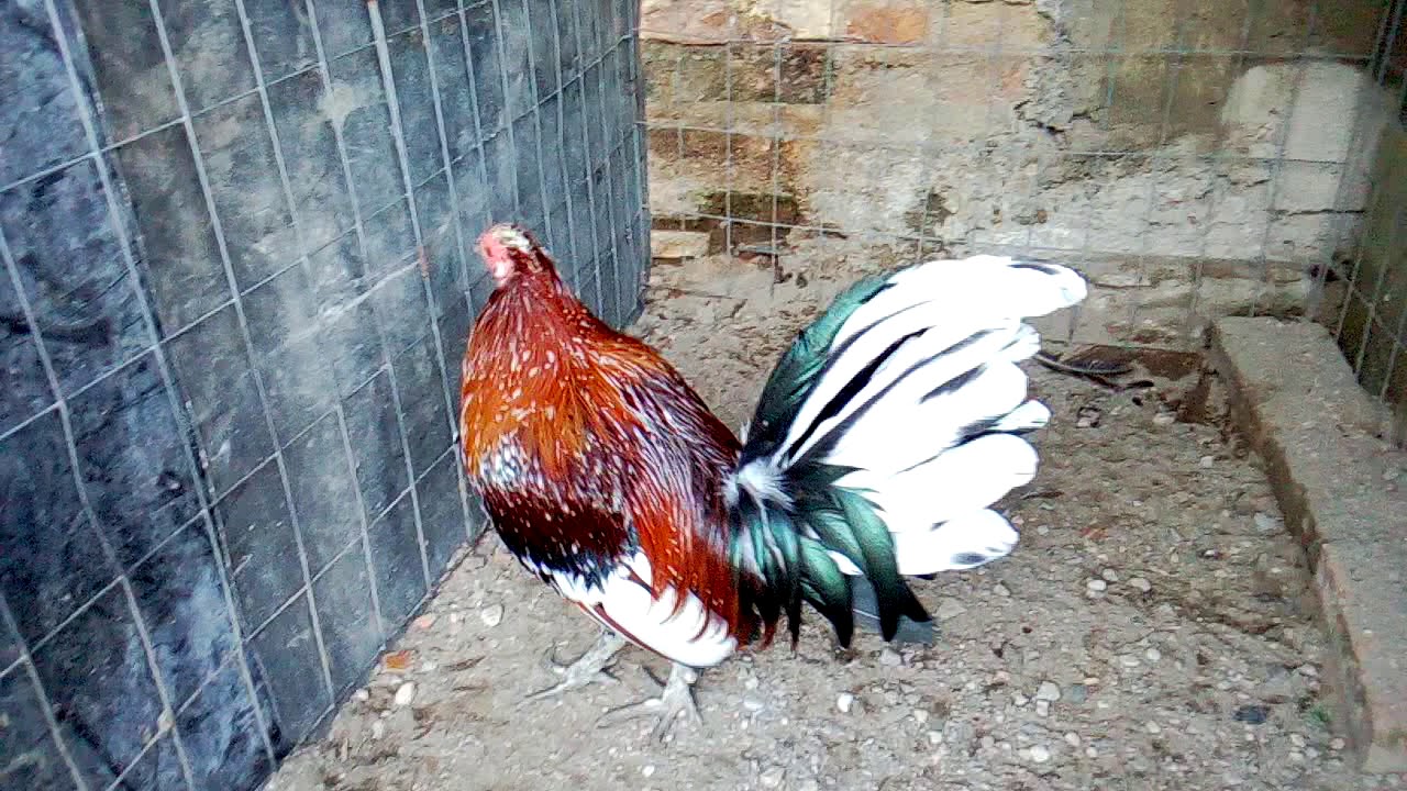 Hatch spangle - YouTube