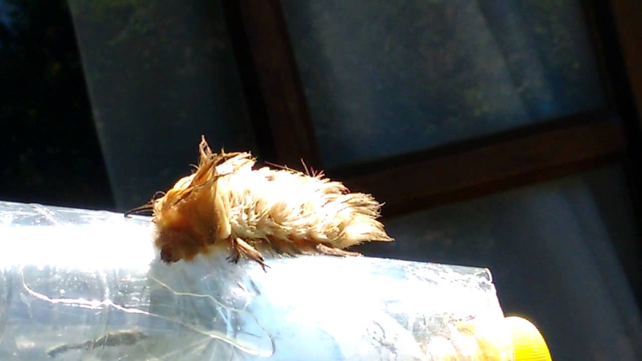 Gusano de Pollo en Eldorado-Misiones - YouTube