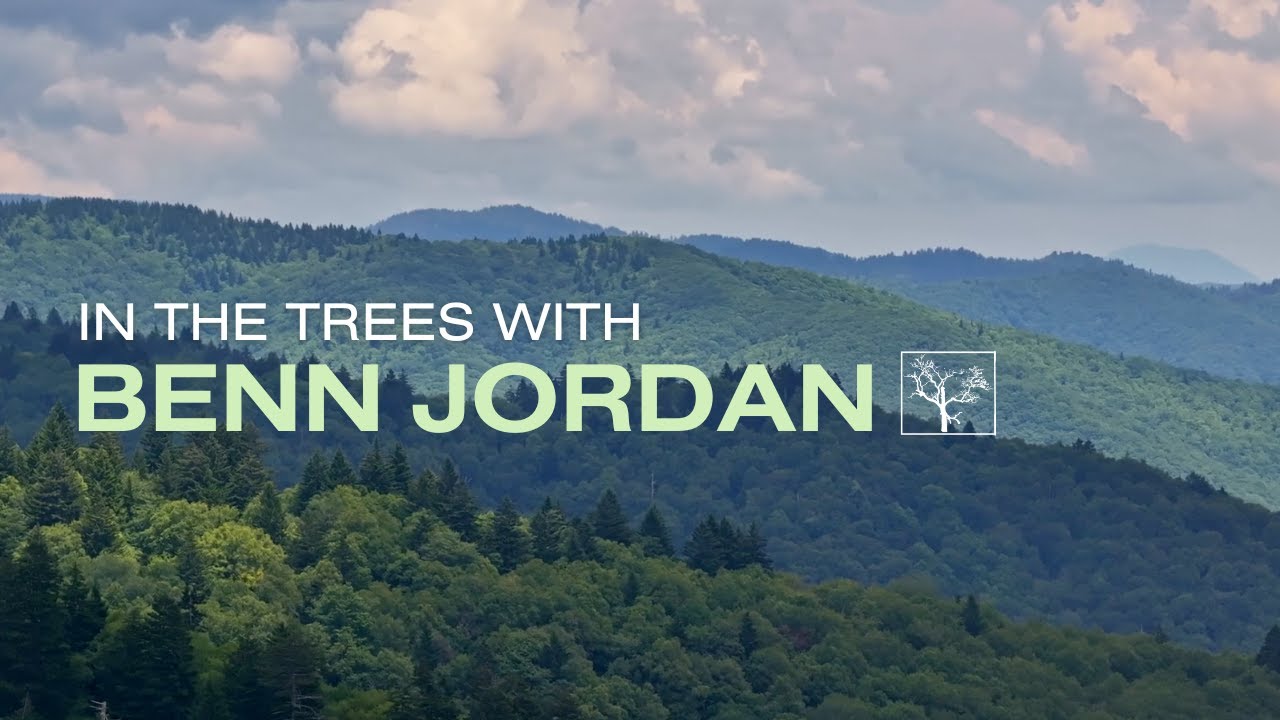 In the Trees with Benn Jordan - YouTube