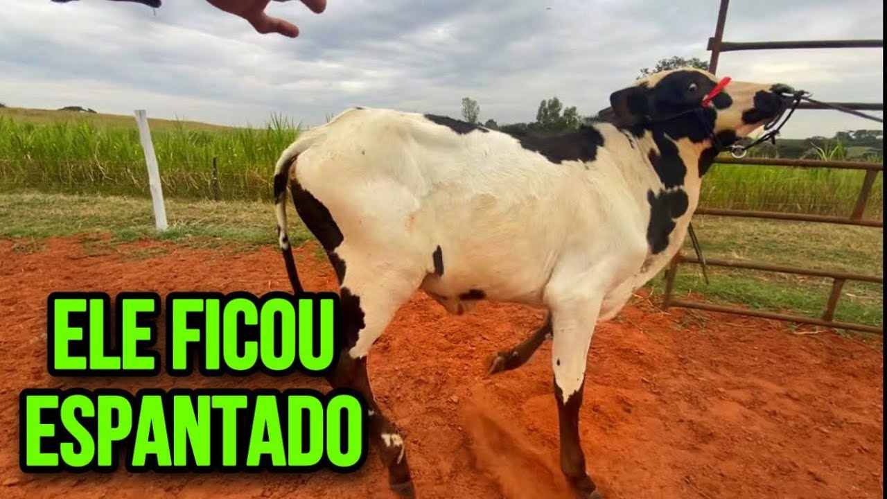 MEXENDO NO BOI DEPOIS DE FURAR A VENTA - YouTube