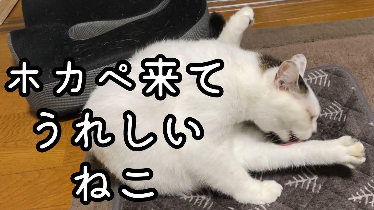 ホカペ来てうれしいねこ。 - YouTube