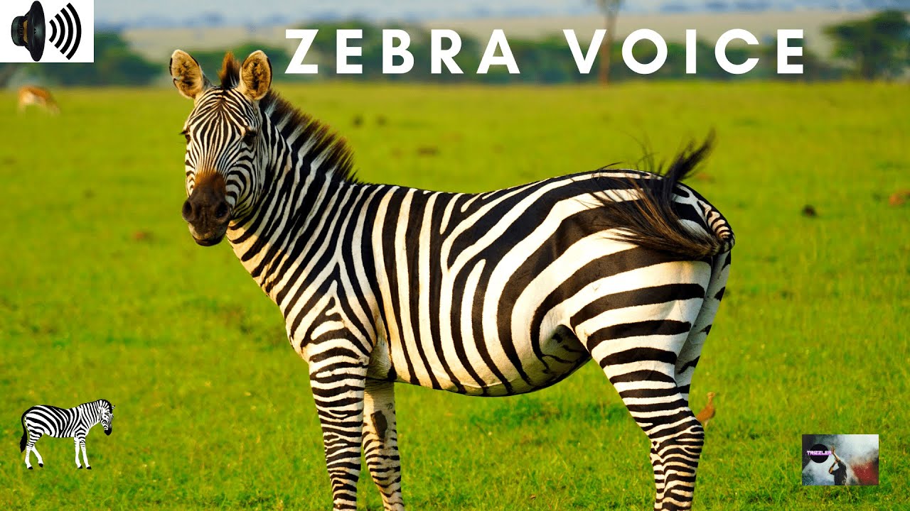 ZEBRA VOICE | BRAYING | HERD RUNNING | DISTANT CHIRPING | STRIP COATED ...