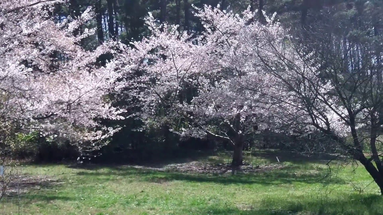 At The National Arboretum - Spring 2016 - Washington DC - 3/30/2016 ...