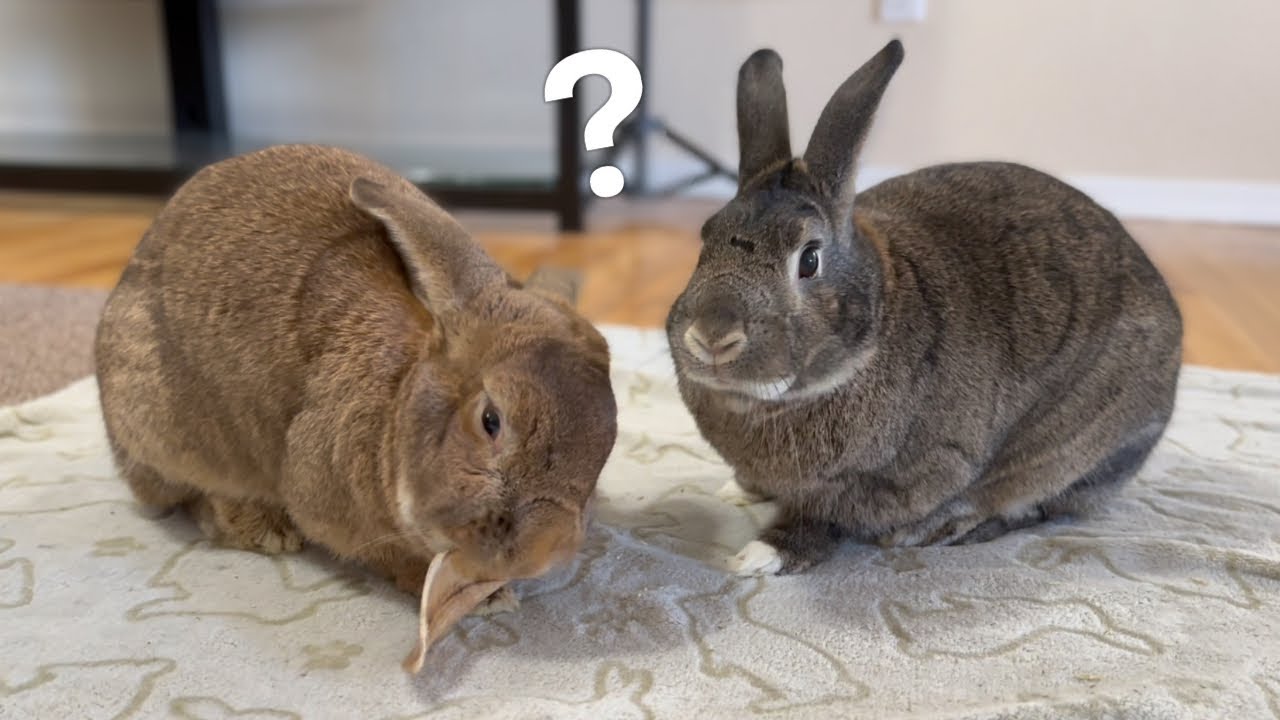 Longest Rabbit Hair EVER Pulled?! (Spinning Bunny Binky)🐰😄 - YouTube