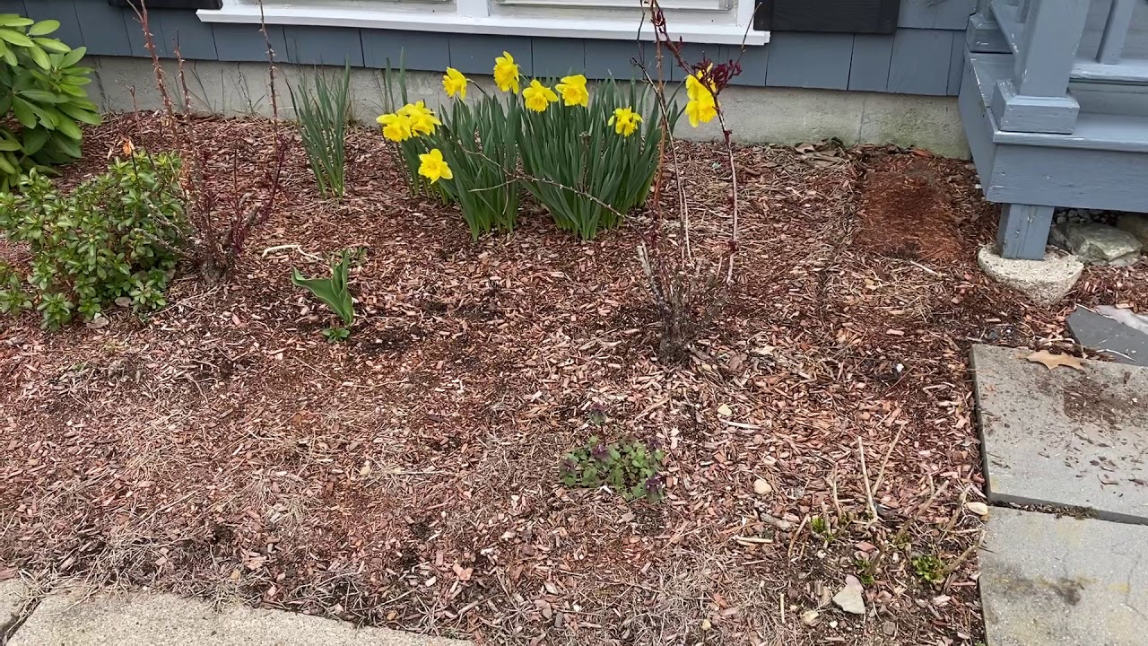 I clean up my front home garden 2020 USA - YouTube