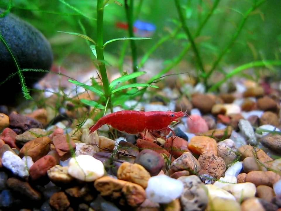My Red Cherry Shrimp tank - YouTube