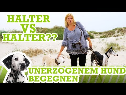 Unerzogenen Hunden begegnen: Hundehalter vs. Hundehalter!?
