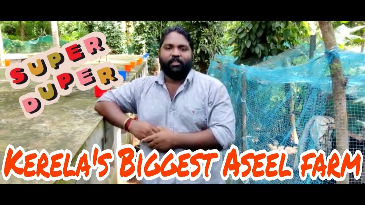 Kerala's Biggest Aseel Farm & Collection | Veera Aseel Farm | First ...